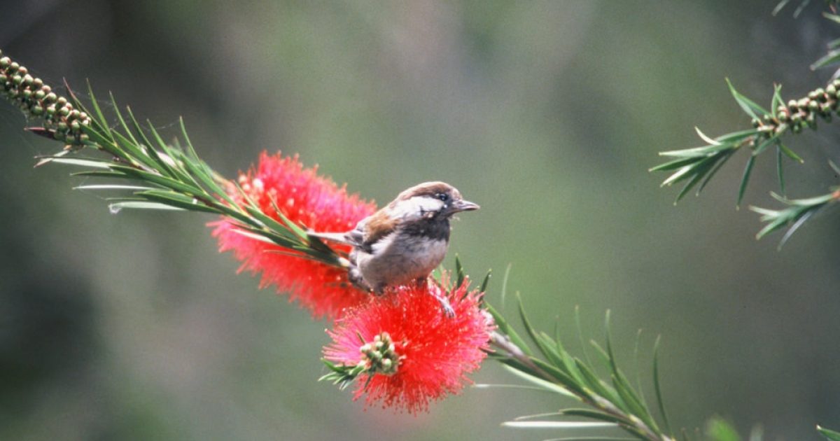 Chestnut-backed Chickadee | ALASKA.ORG