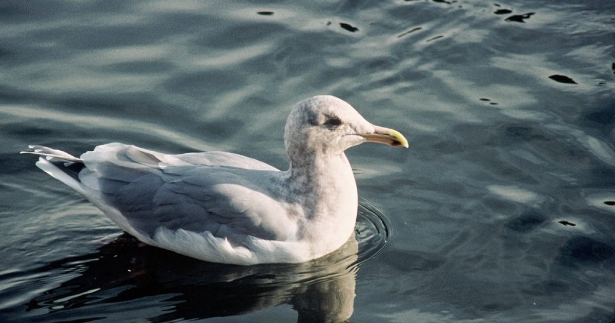 Glaucous-winged Gull | ALASKA.ORG