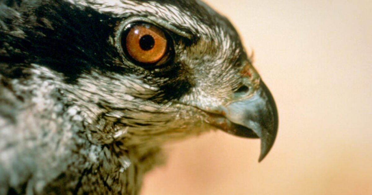 Northern Goshawk | ALASKA.ORG