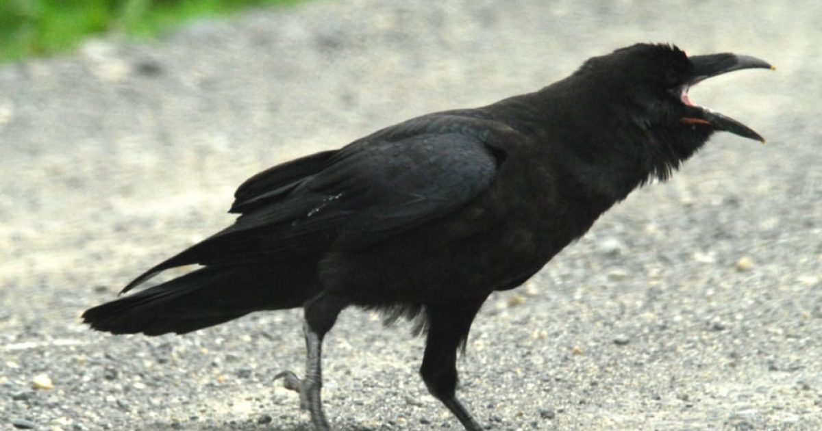 Common Raven | ALASKA.ORG