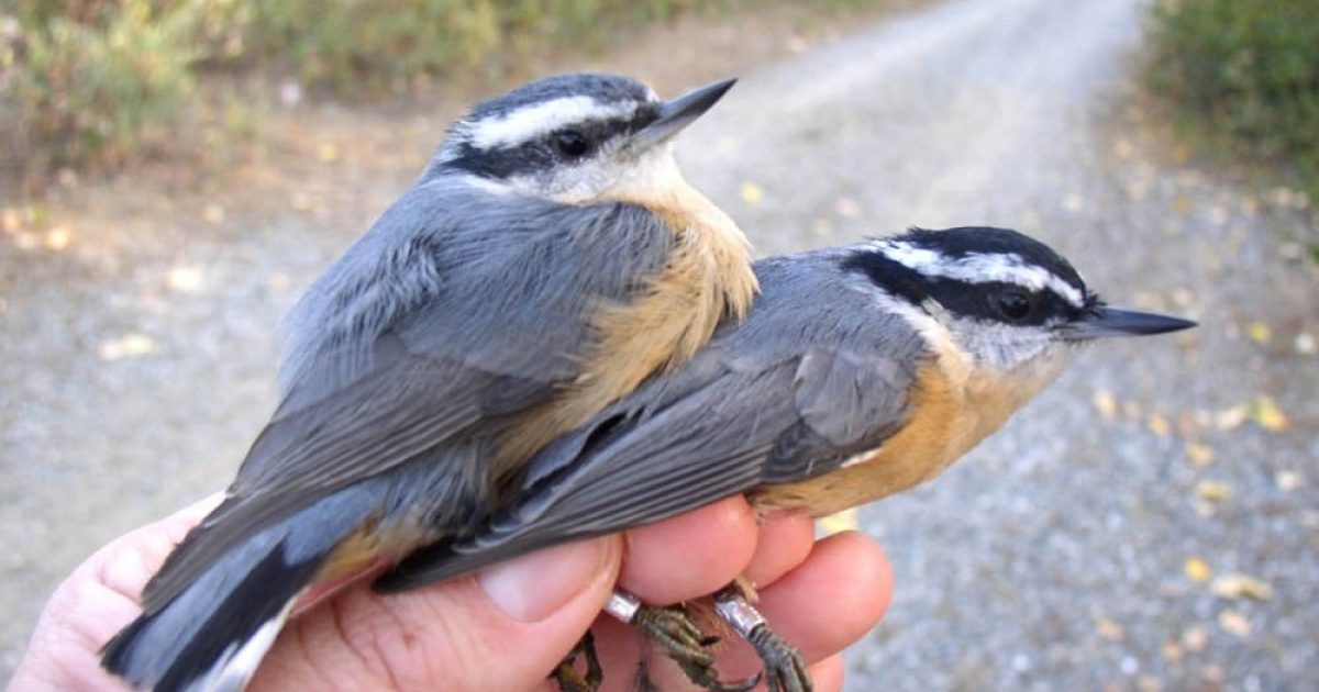 Red Breasted Nuthatch Flying