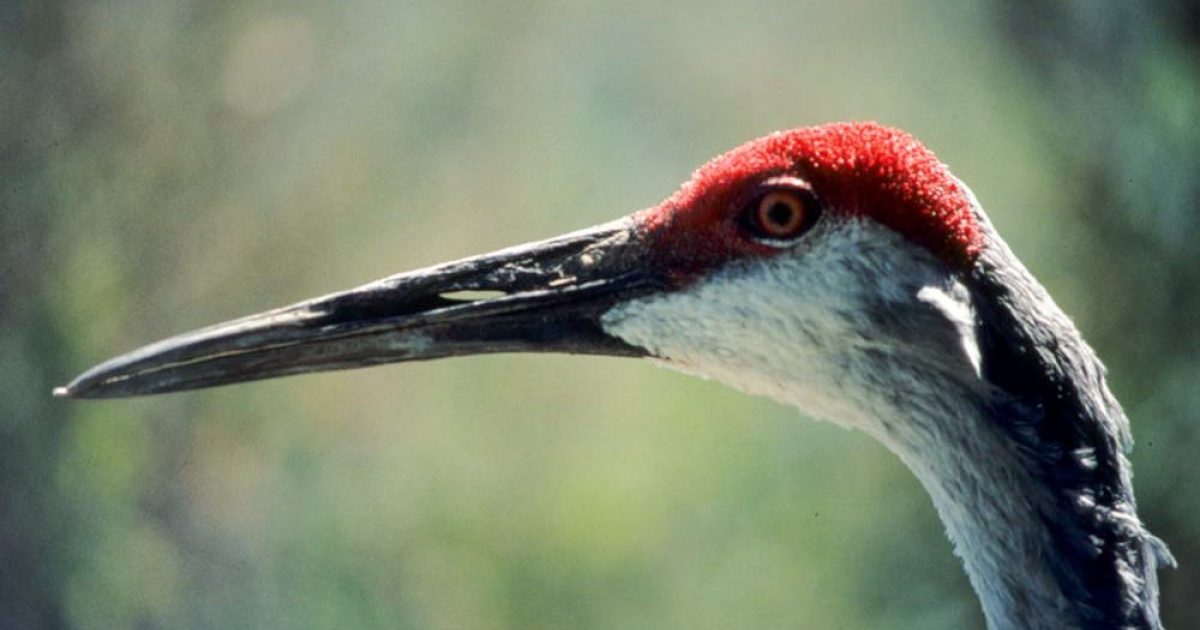 Sandhill Crane | ALASKA.ORG