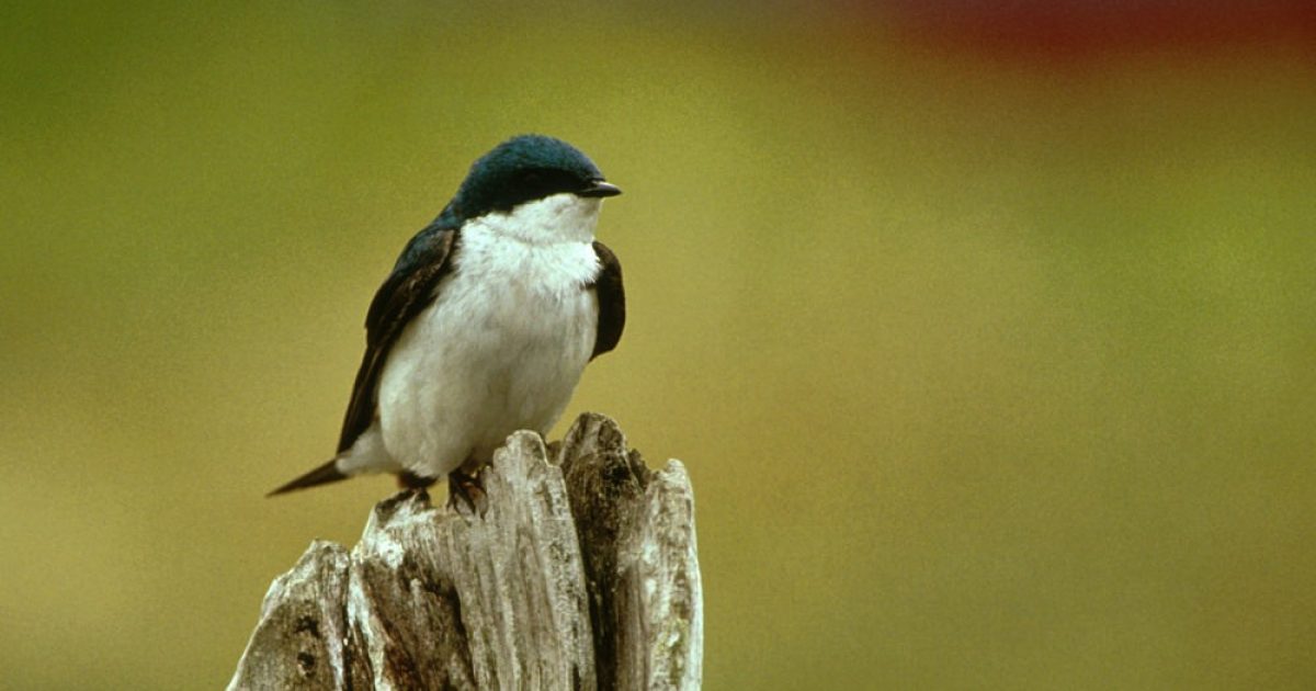 Tree Swallow | ALASKA.ORG