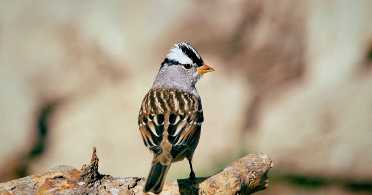 White-crowned Sparrow | ALASKA.ORG