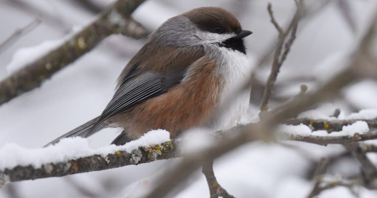 Boreal Chickadee | ALASKA.ORG