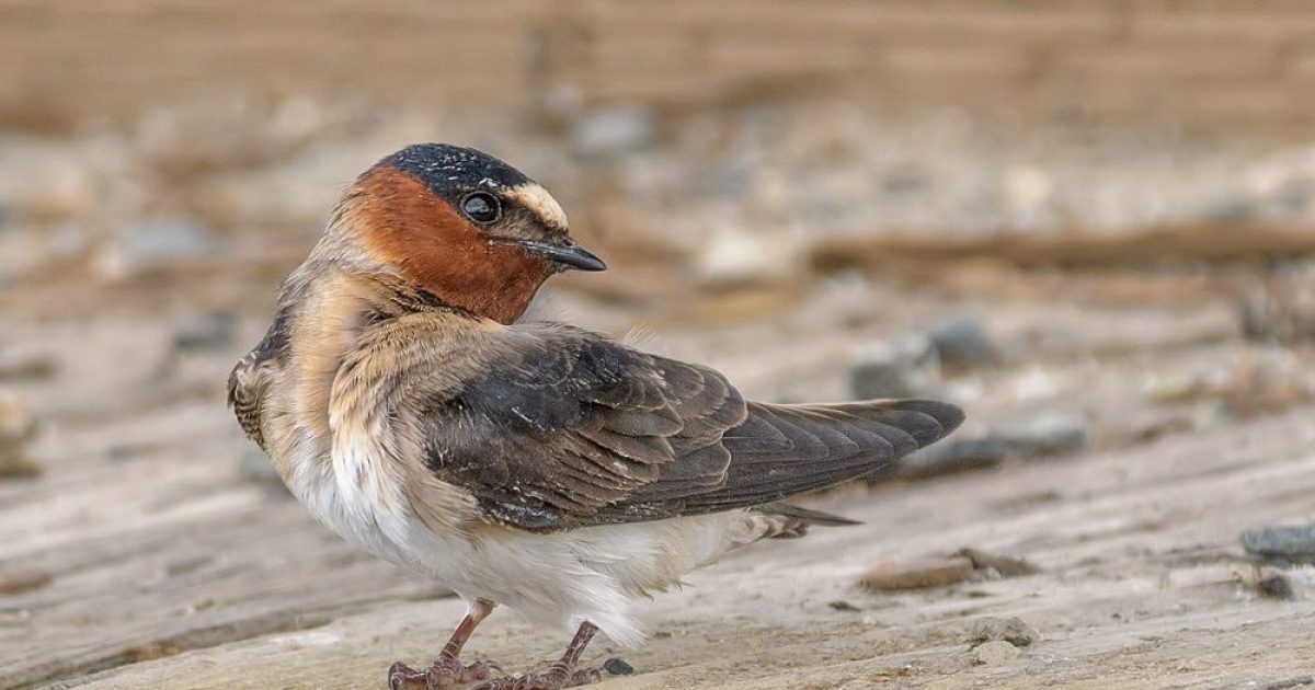 Cliff Swallow | ALASKA.ORG