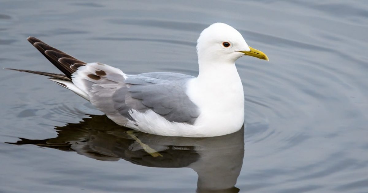 Mew Gull | ALASKA.ORG