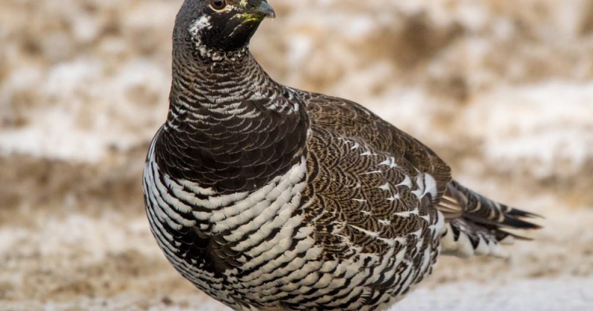 Spruce Grouse | ALASKA.ORG