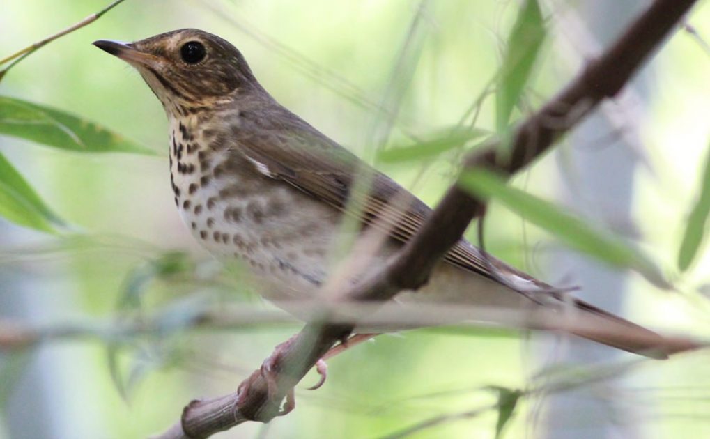 Gray Cheeked Thrush