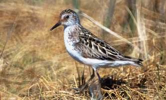Alaska Birds | Facts & Photos of Alaska's Bird Species | ALASKA.ORG