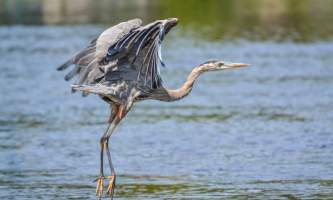 Alaska Birds | Facts & Photos of Alaska's Bird Species | ALASKA.ORG