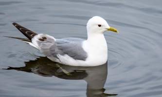 Alaska Birds | Facts & Photos of Alaska's Bird Species | ALASKA.ORG