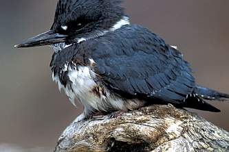 American Dipper | ALASKA.ORG