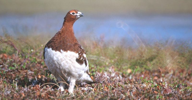 Alaska State Bird Small Identify 29 Species That Visit Backyard Bird