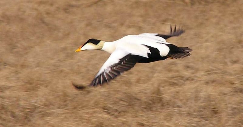 Eider Duck Flying