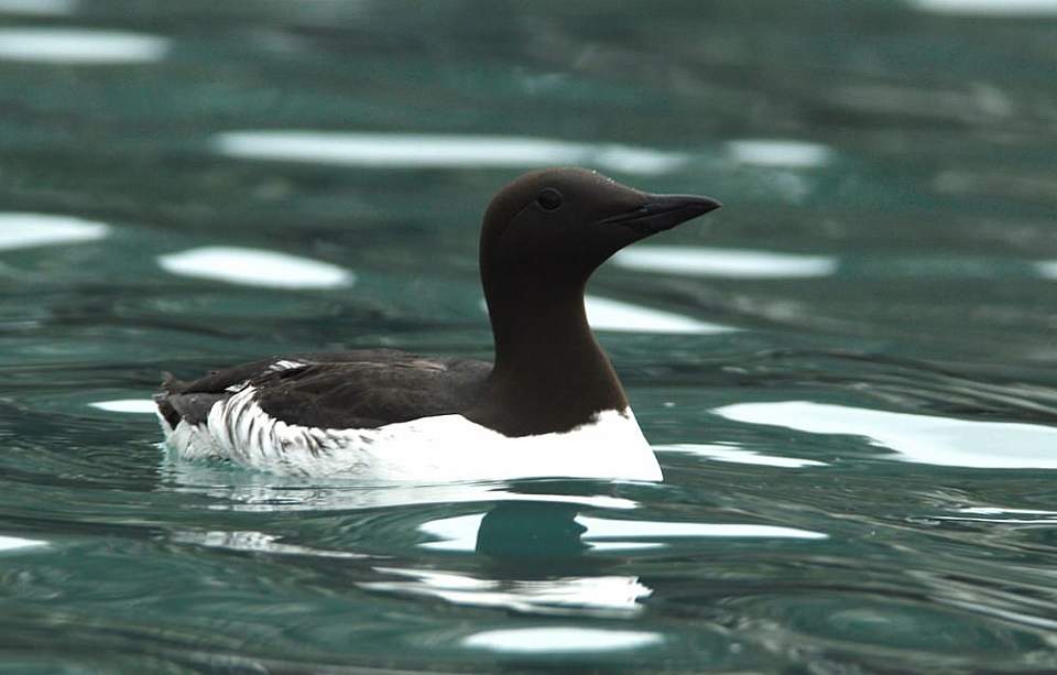 Common Murre | ALASKA.ORG
