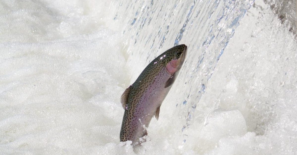 Alaska Steelhead Fishing Spots | ALASKA.ORG