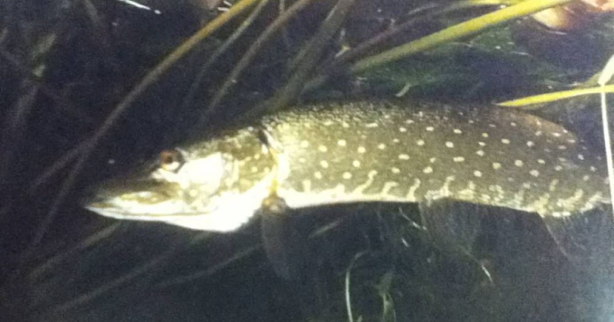 Northern Pike | ALASKA.ORG