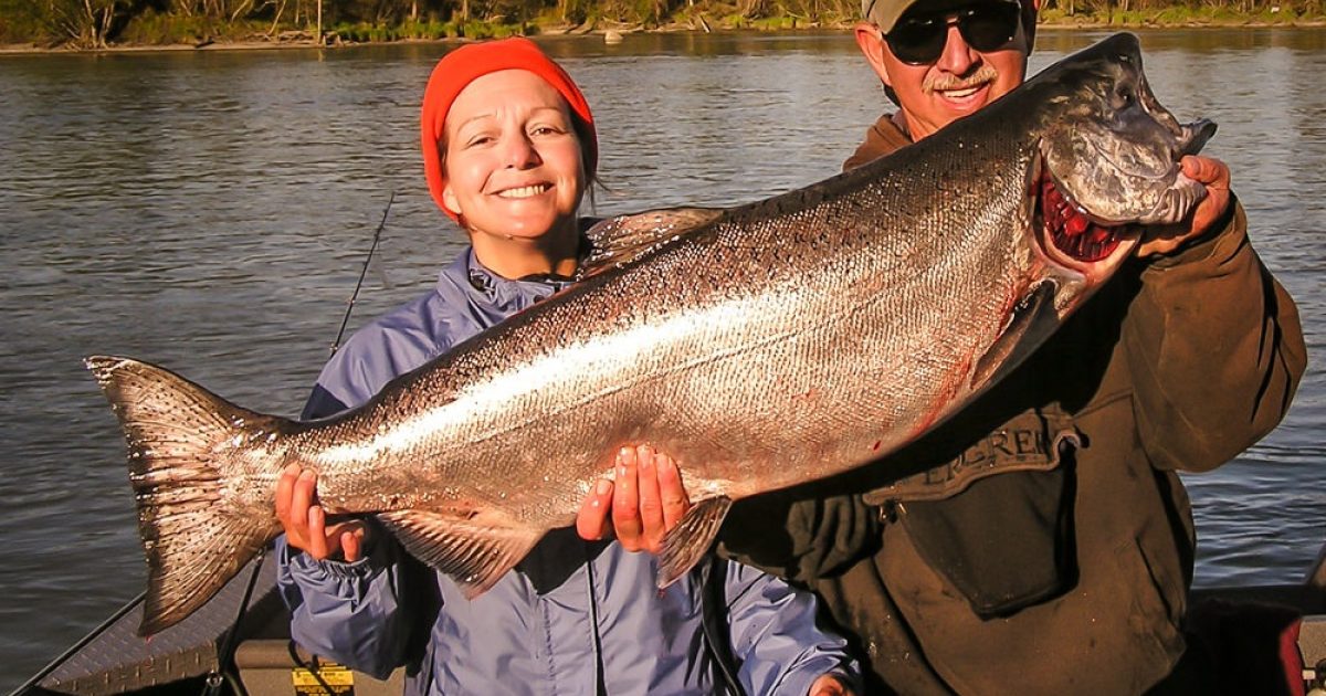 King Salmon (Chinook) | ALASKA.ORG