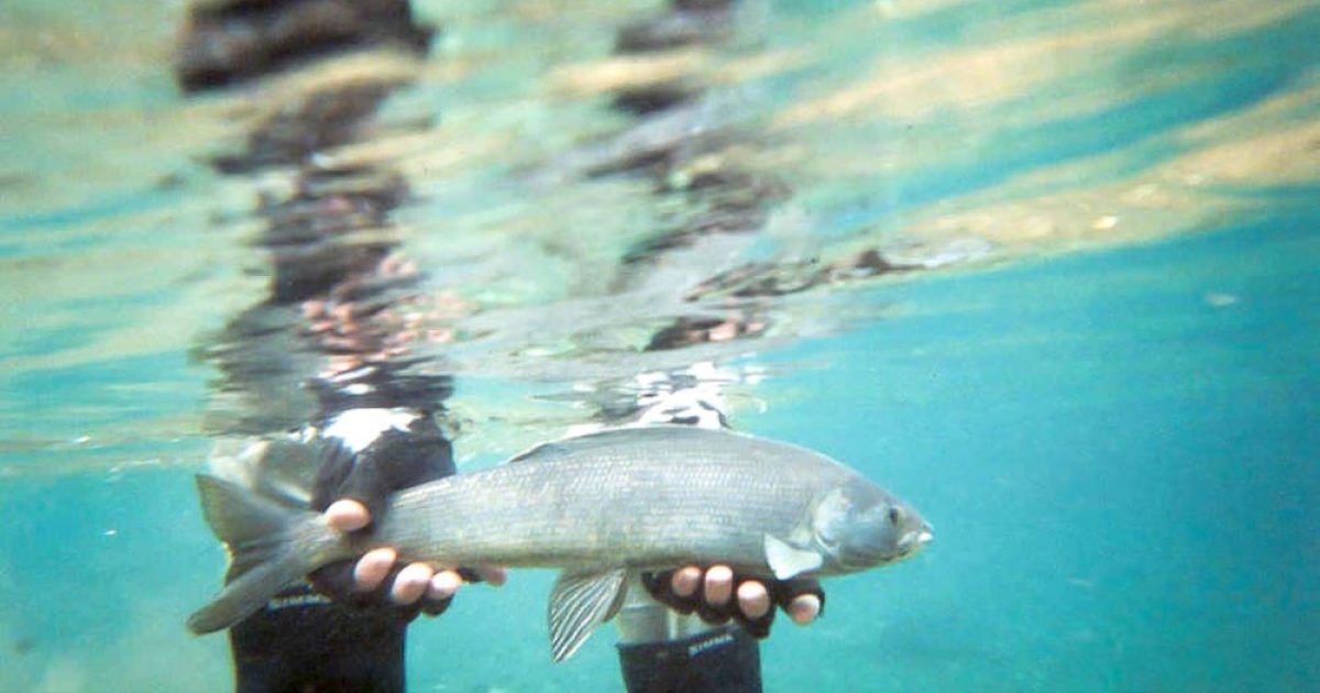 Alaska Fishing | Arctic Grayling Fishing Spots | ALASKA.ORG
