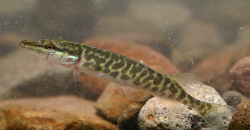 Baby Pike Fish