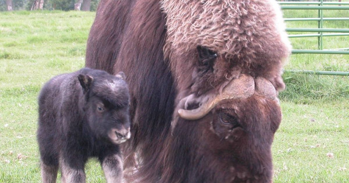 Musk Ox | ALASKA.ORG