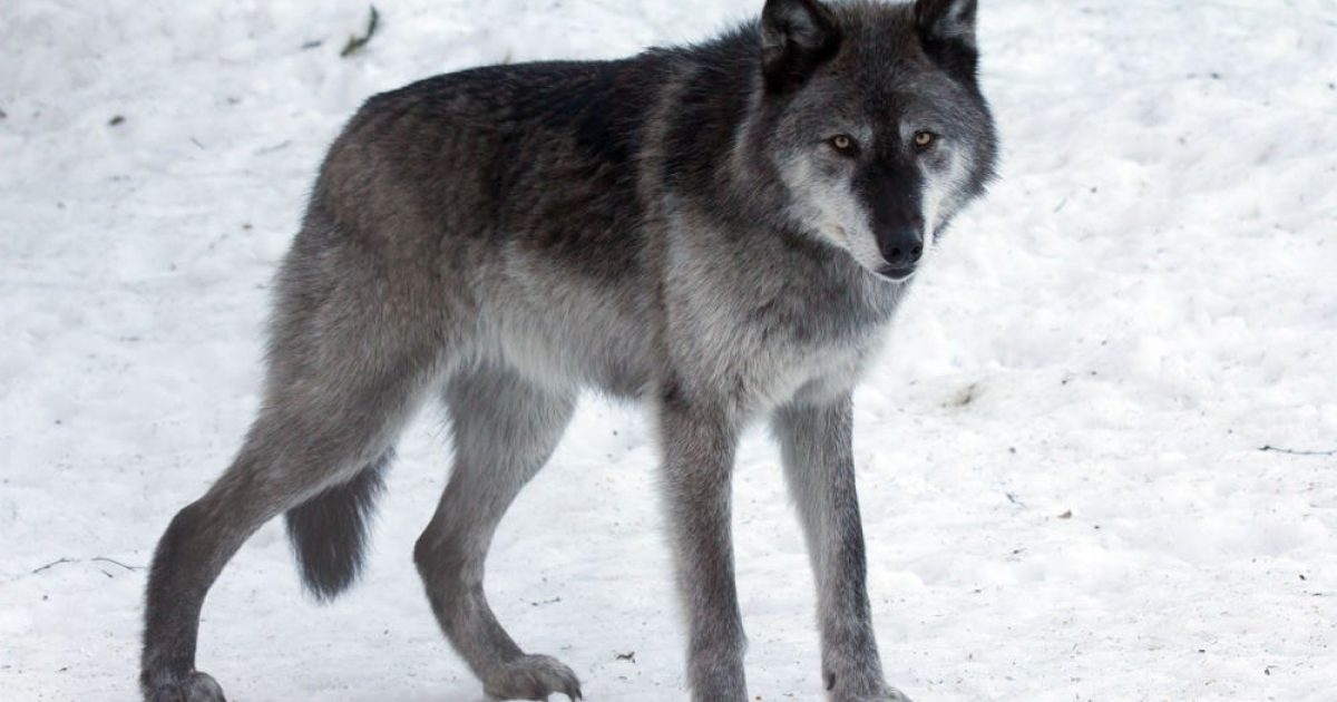 Grey Wolf | ALASKA.ORG
