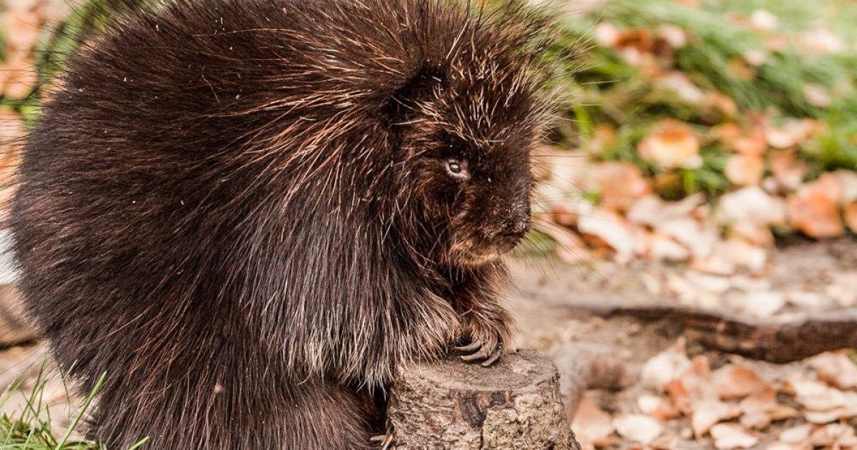 Porcupine | ALASKA.ORG