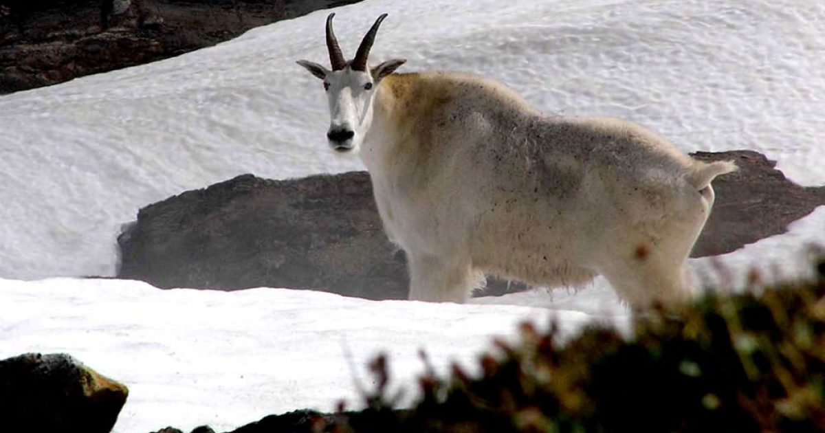Mountain Goat | ALASKA.ORG