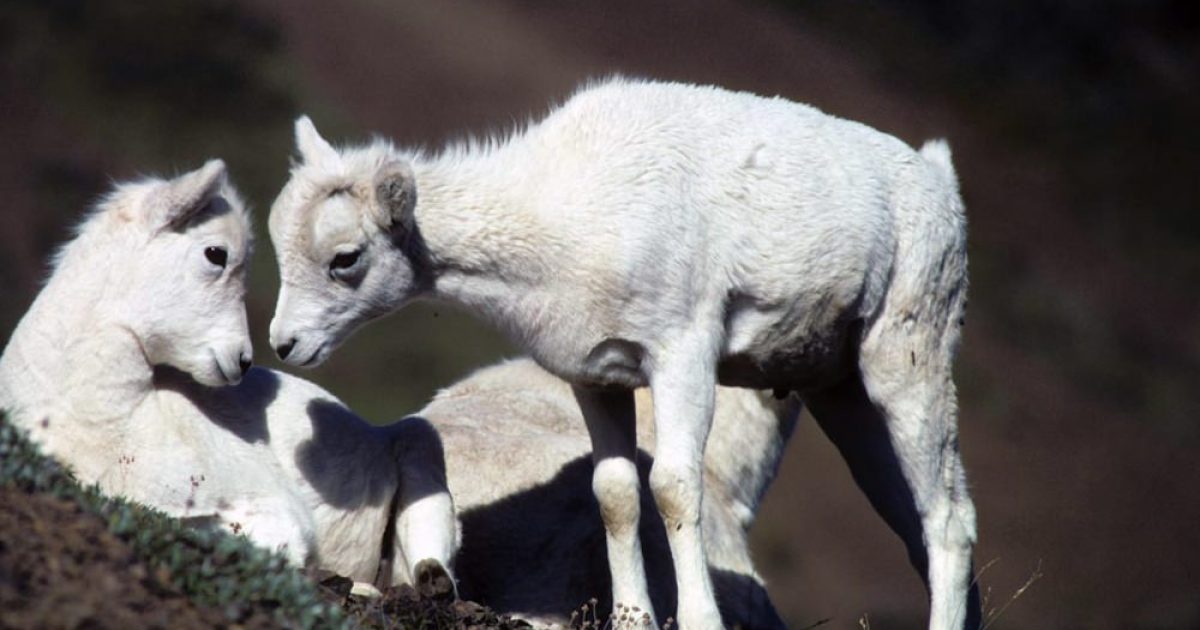 Dall Sheep | ALASKA.ORG