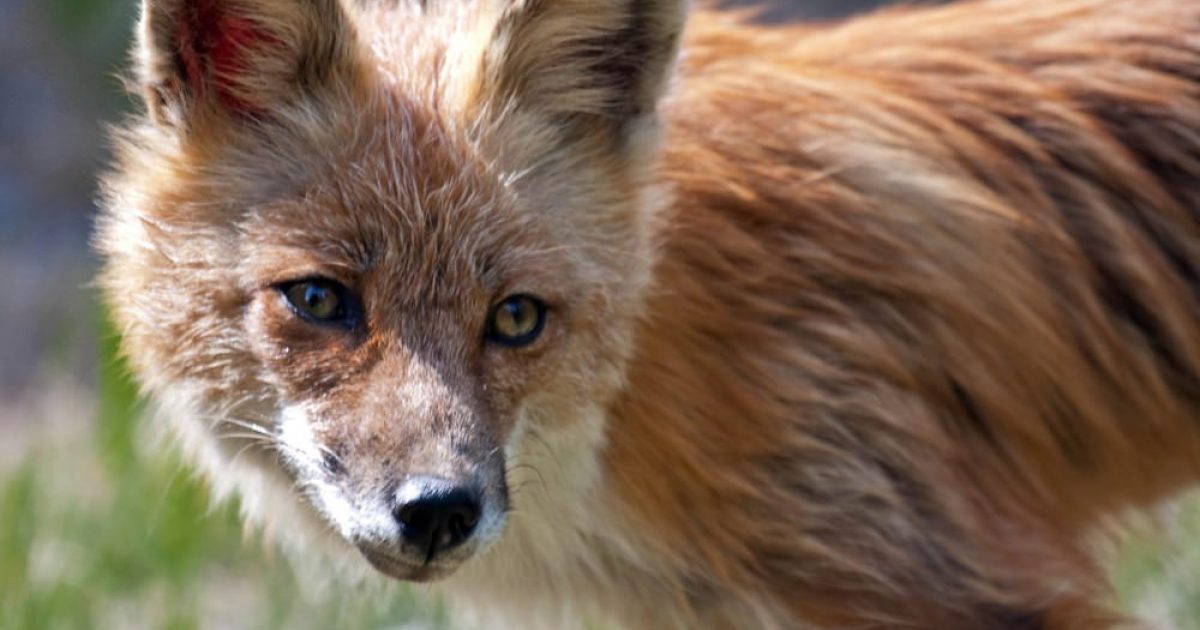 Red Fox | ALASKA.ORG