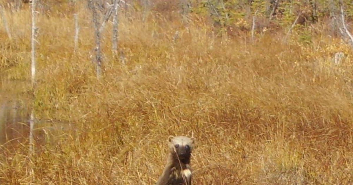 Wolverine | ALASKA.ORG