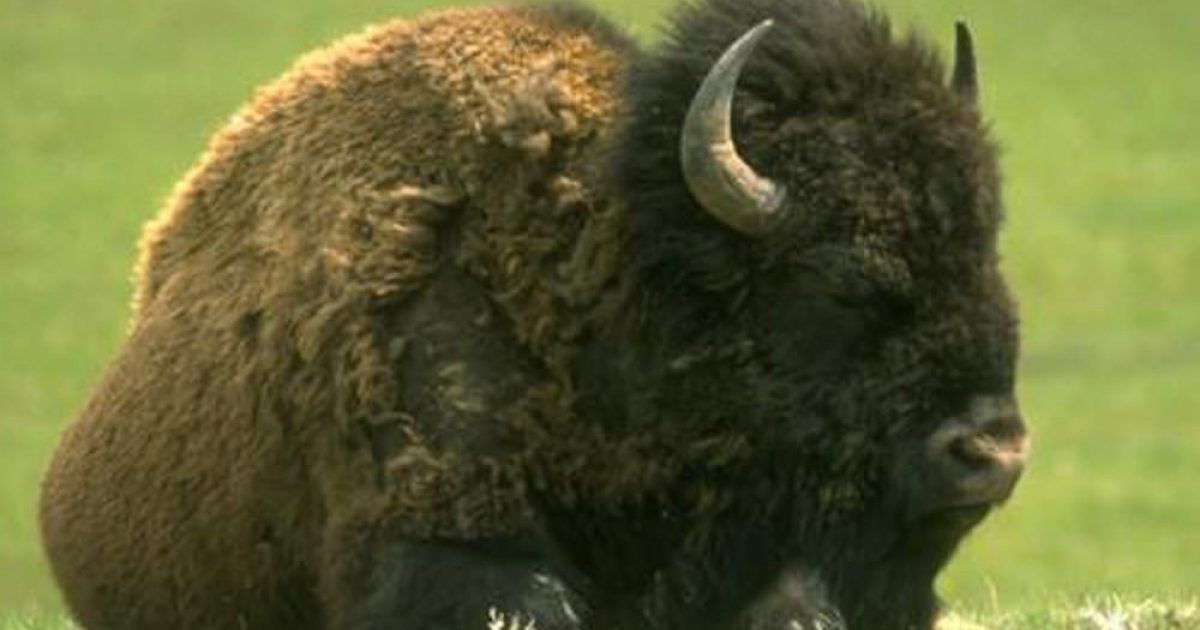 Bison | ALASKA.ORG Bison | ALASKA.ORG