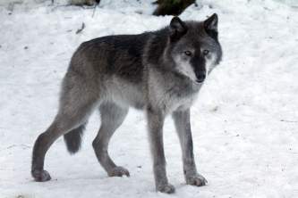 Arctic Fox | ALASKA.ORG