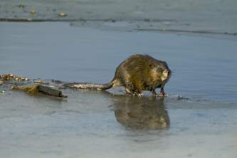 North American River Otter | ALASKA.ORG