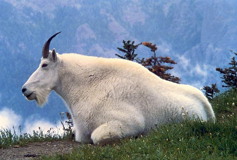 Mountain Goat | ALASKA.ORG