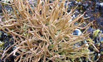 Alaska Lichens | Guide to Alaska's Varieties | ALASKA.ORG