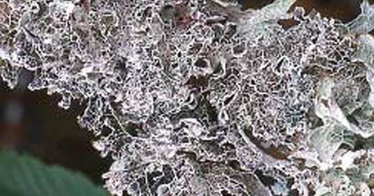 Crinkled Rag Lichen | ALASKA.ORG