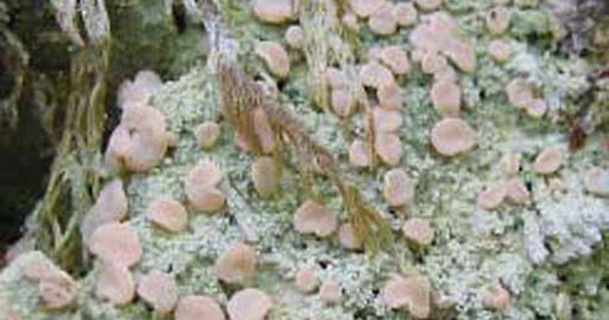 Fairy Barf | ALASKA.ORG