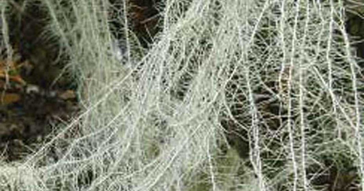 Methusula's Beard | ALASKA.ORG