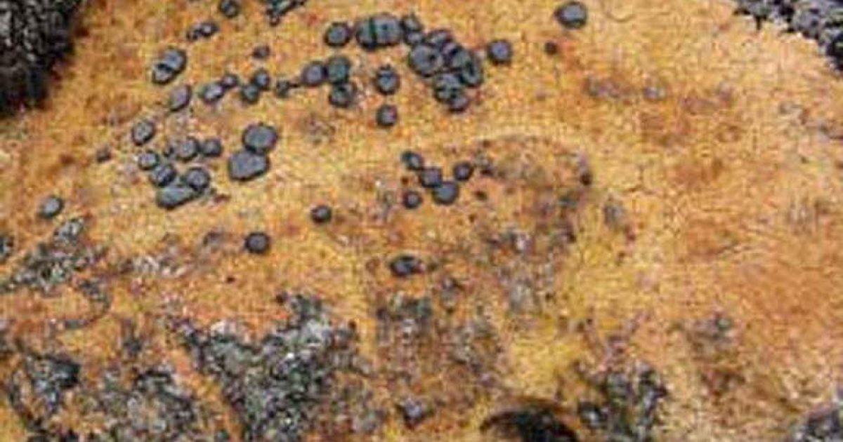 Orange Boulder Lichen | ALASKA.ORG