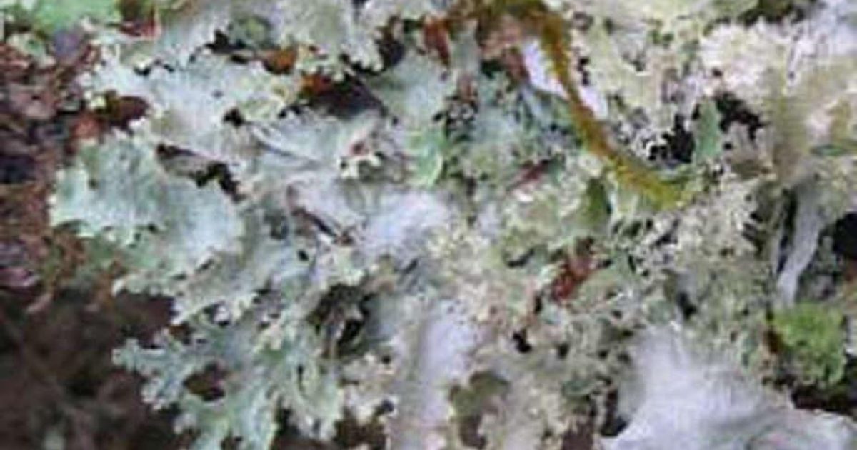 Varied Rag Lichen | ALASKA.ORG