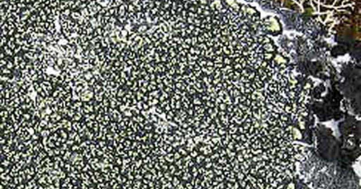 Yellow Map Lichen | ALASKA.ORG