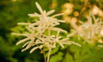 Alaska Plants and Flowers | Your Essential Guide To… | ALASKA.ORG