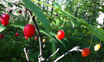 Alaska Plants and Flowers | Your Essential Guide To… | ALASKA.ORG