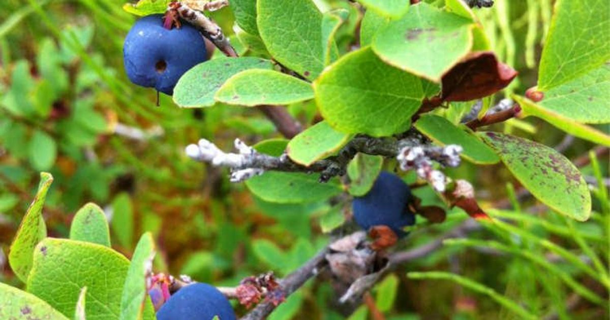 Alaska Blueberry | ALASKA.ORG