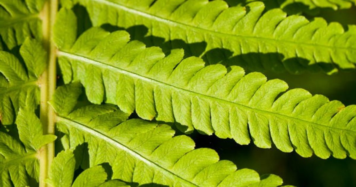 Ostrich Fern | ALASKA.ORG
