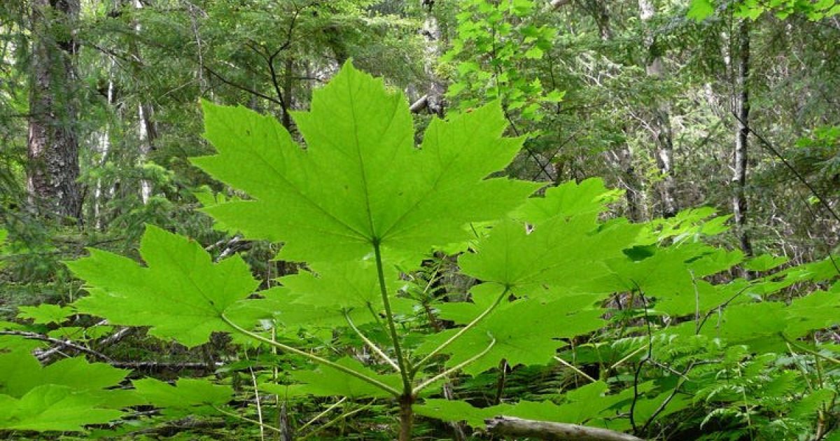 Devils Club | ALASKA.ORG