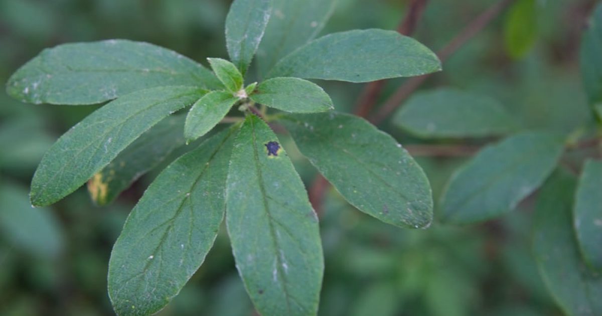 False Azalea / Rusty Menziesia | ALASKA.ORG