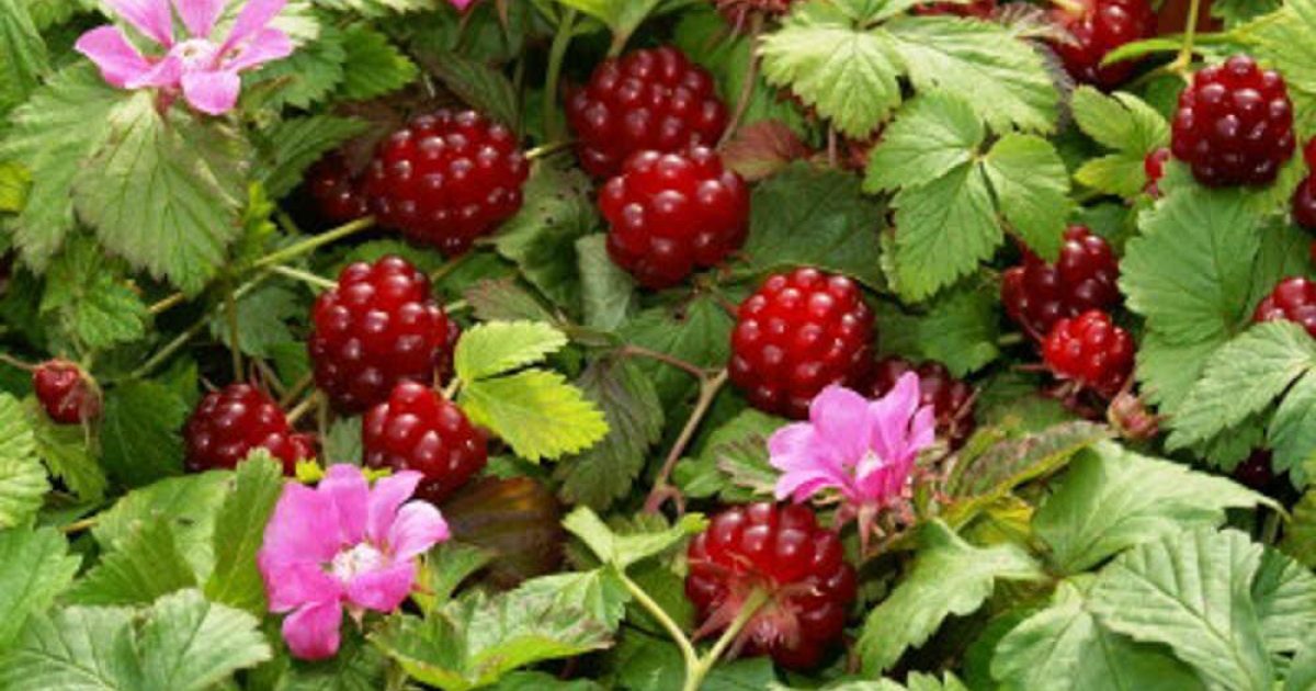 Nagoonberry | ALASKA.ORG